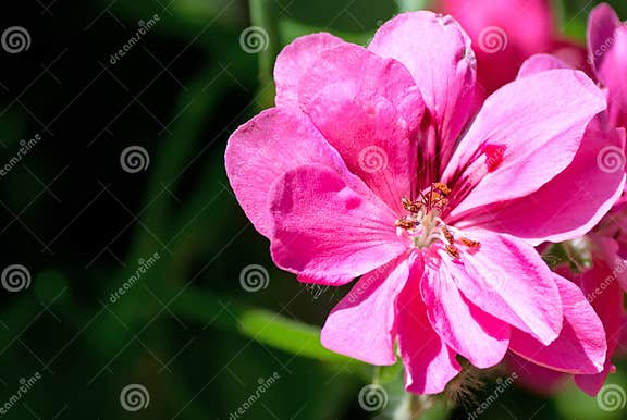 Fuchsia geranium stock photo. Image of grow, geranium - 29287458