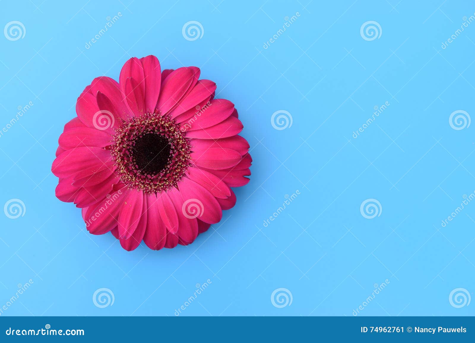 421 Fuchsia Gerbera Stock Photos - Free & Royalty-Free Stock Photos ...