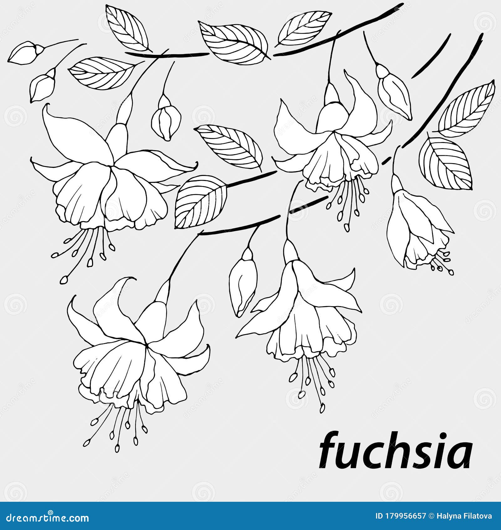 369 Fuchsia, Vector Illustration, Isolate On Gray Background ...