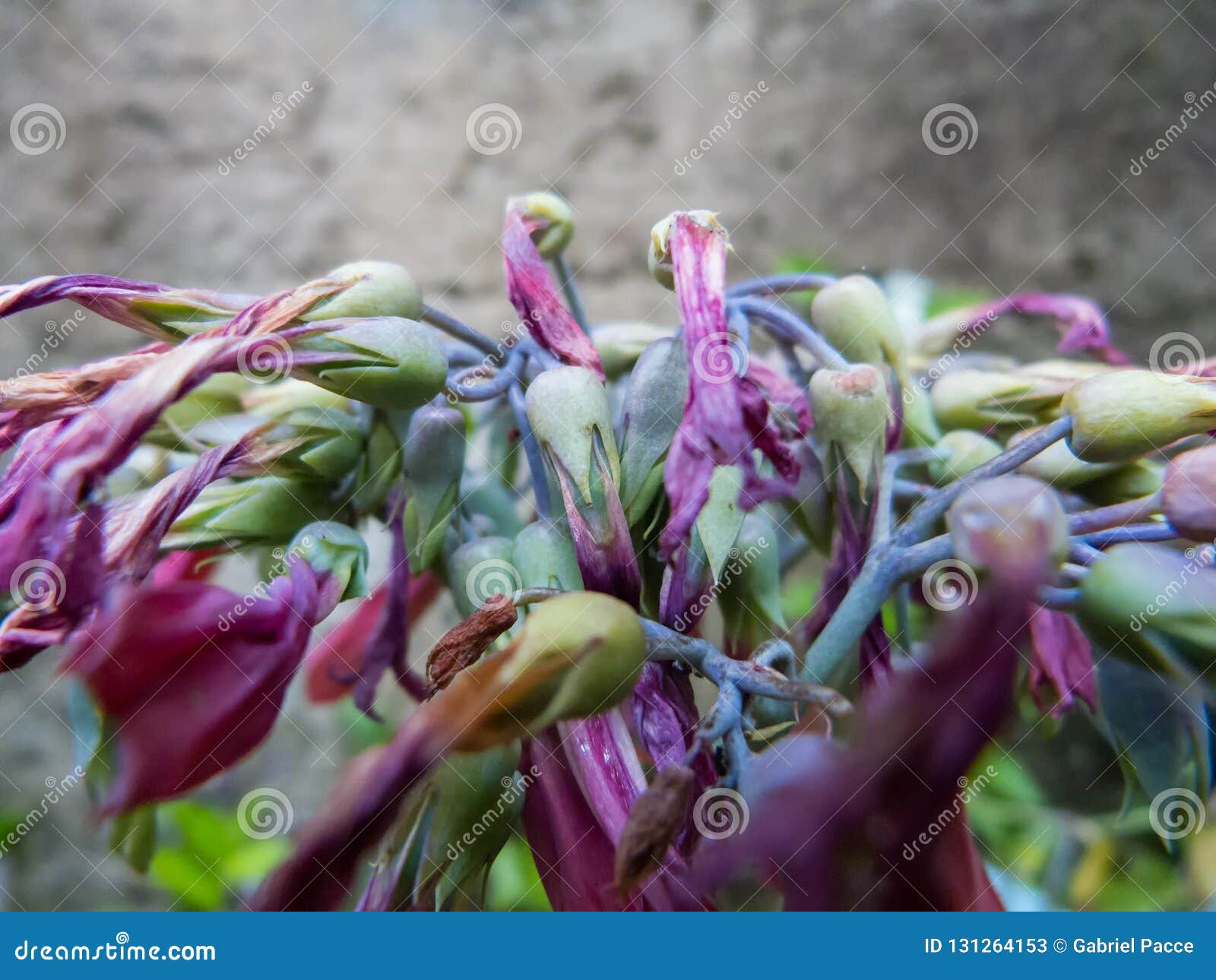 Fuchsia and green stock image. Image of floral, pink - 131264153