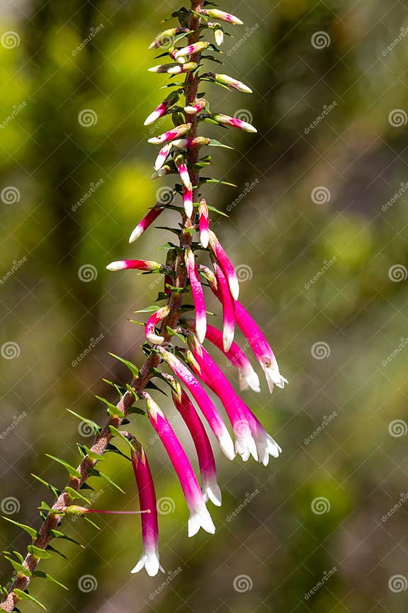 Fuchsia Heath stock photo. Image of flora, australia - 308498622