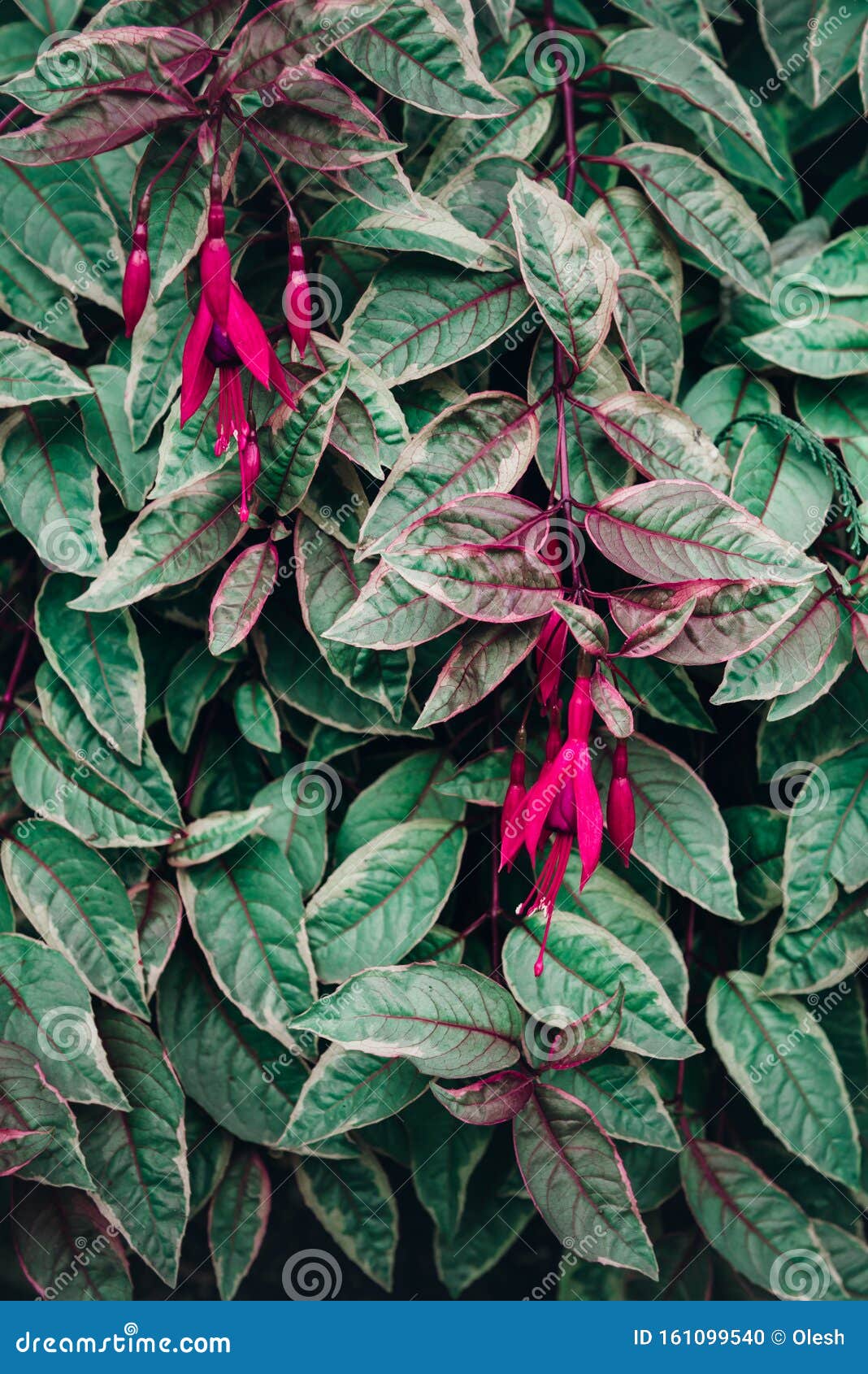 Fuchsia Leaves and Flowers Texture, Dark Background Stock Photo - Image ...