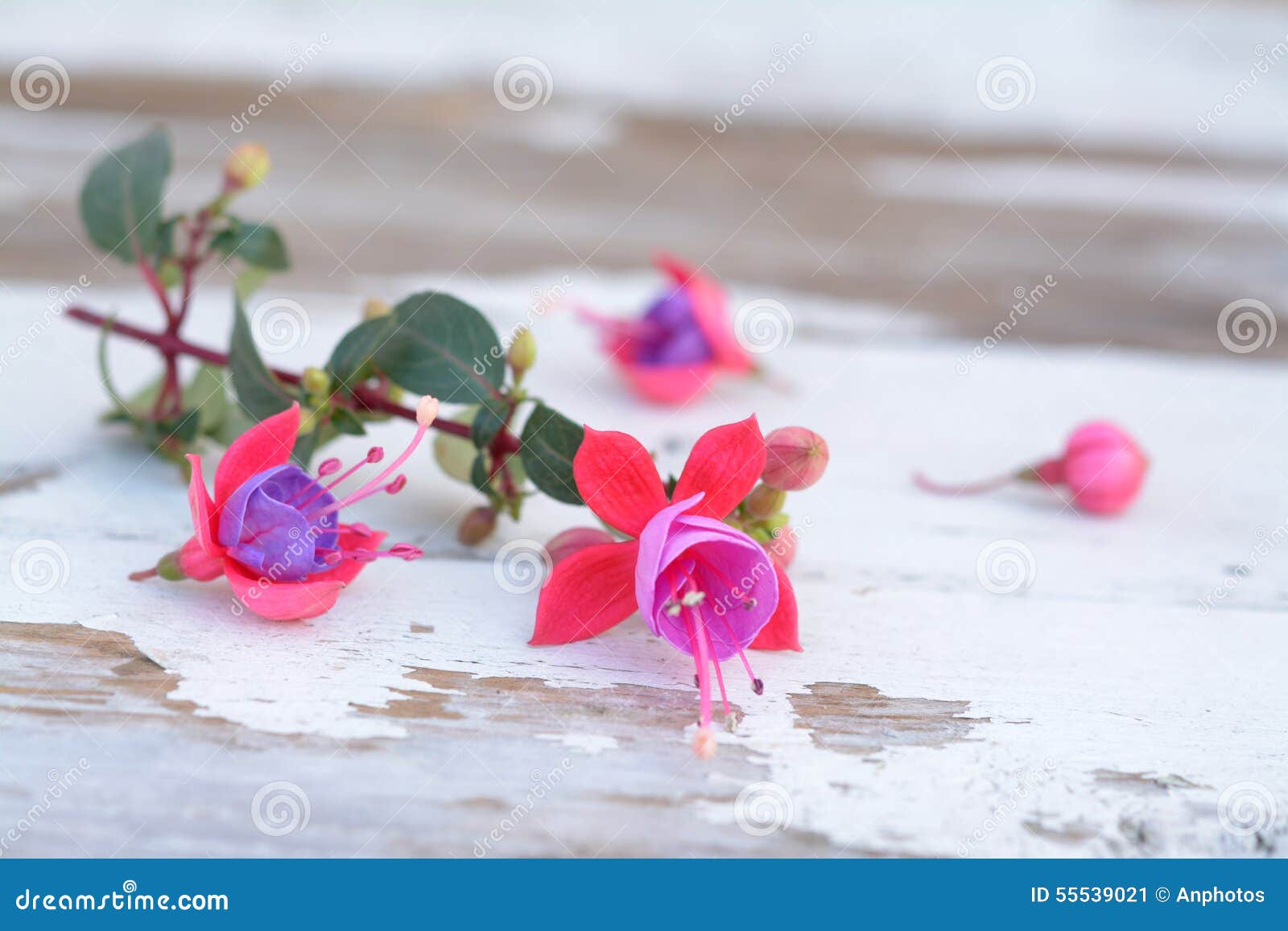 Fuchsia lena flower stock image. Image of green, dirt - 55539021