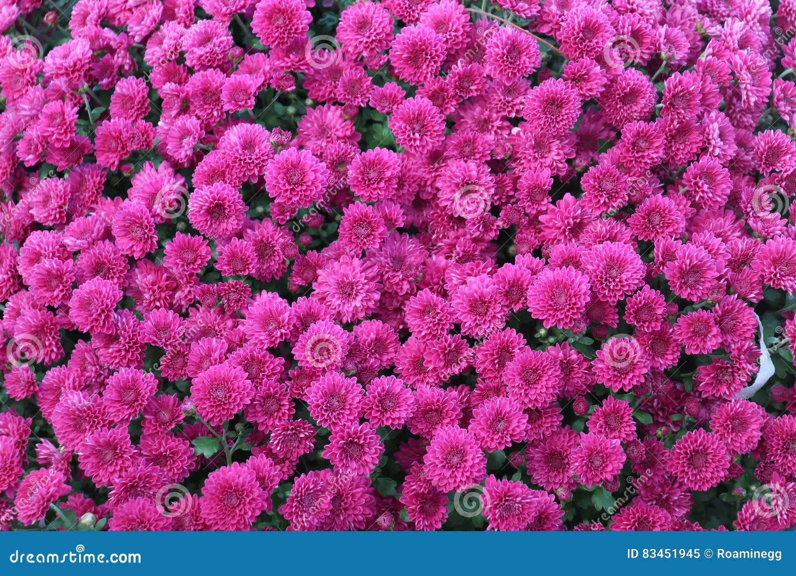 4,544 Fuchsia Colored Stock Photos - Free & Royalty-Free Stock Photos ...
