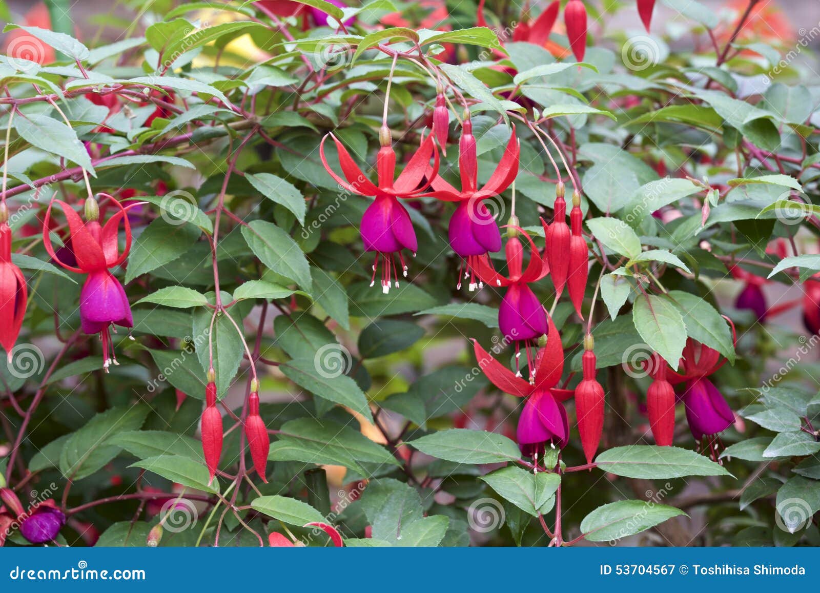 Fuchsia stock image. Image of bright, flowers, genial - 53704567
