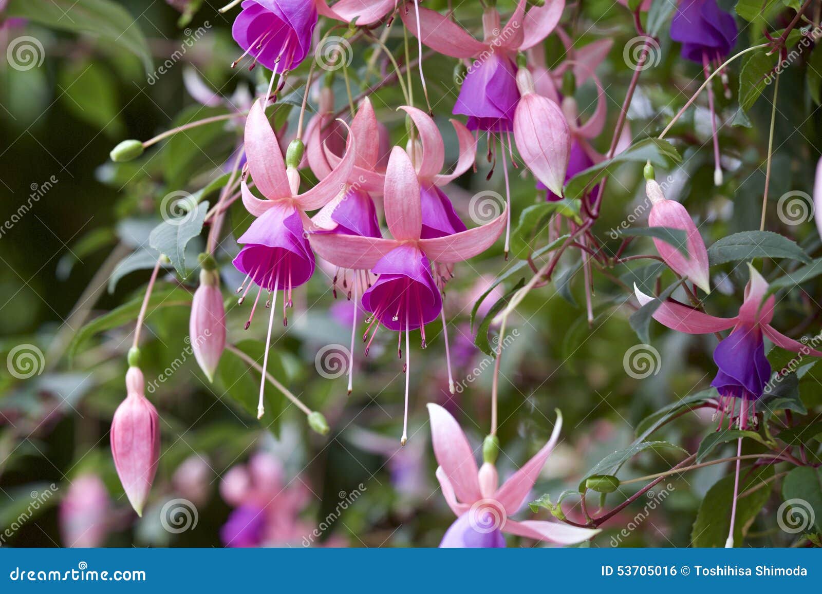Fuchsia stock photo. Image of closeup, brightness, beautiful - 53705016
