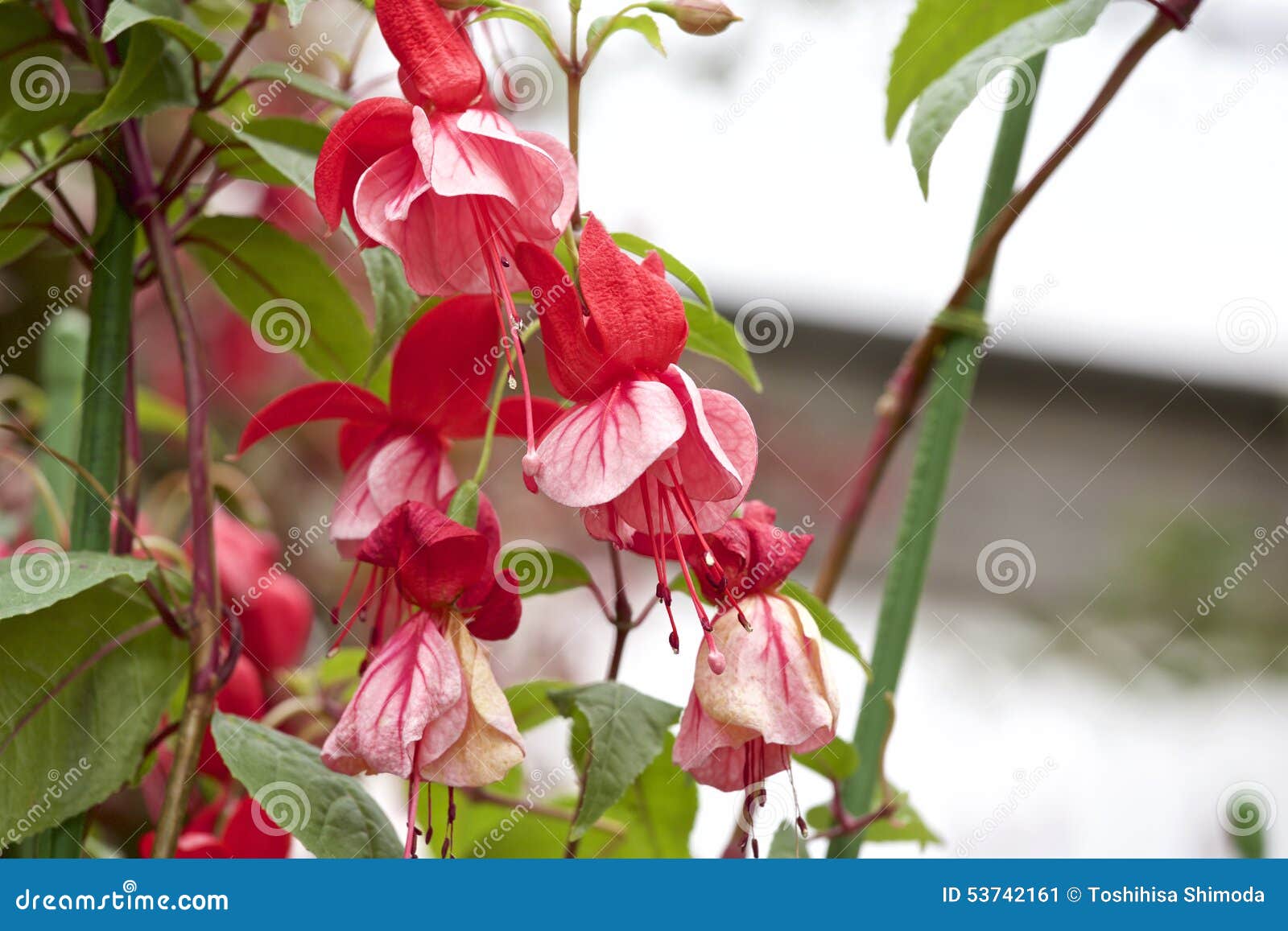 Fuchsia stock image. Image of blooming, gradation, gardening - 53742161