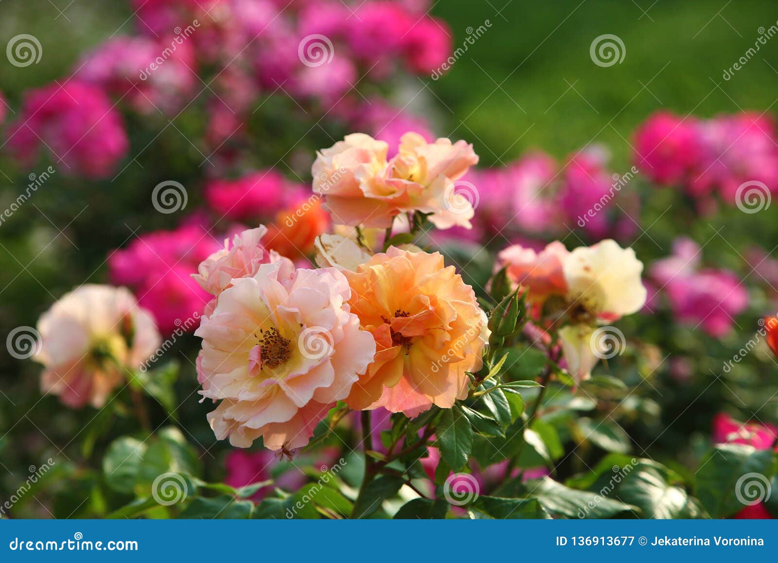 Fuchsia, Pink and Orange Roses in Full Bloom Stock Image - Image of ...