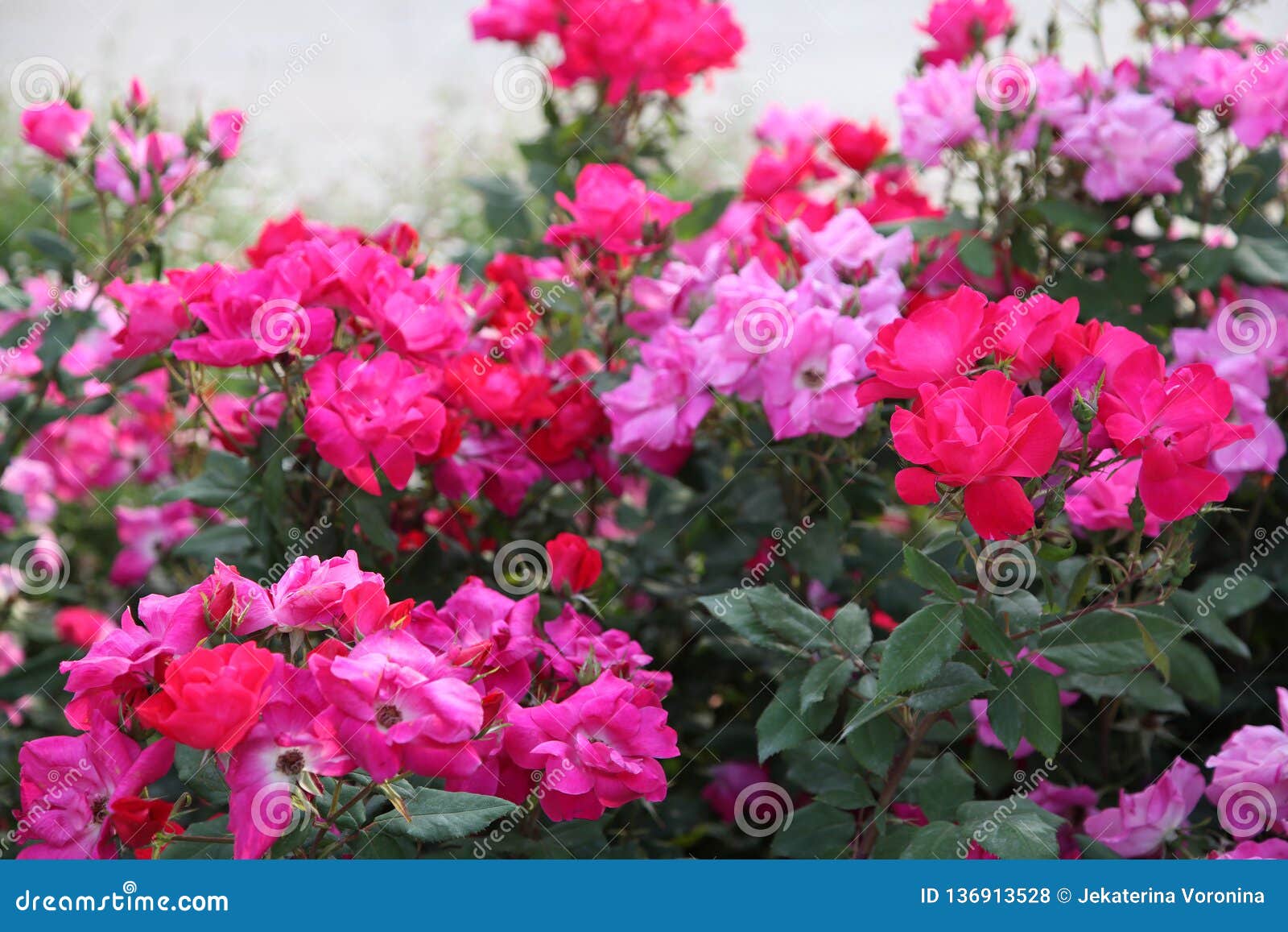 Fuchsia and Pink Roses in Full Bloom Stock Photo - Image of rosa, aroma ...