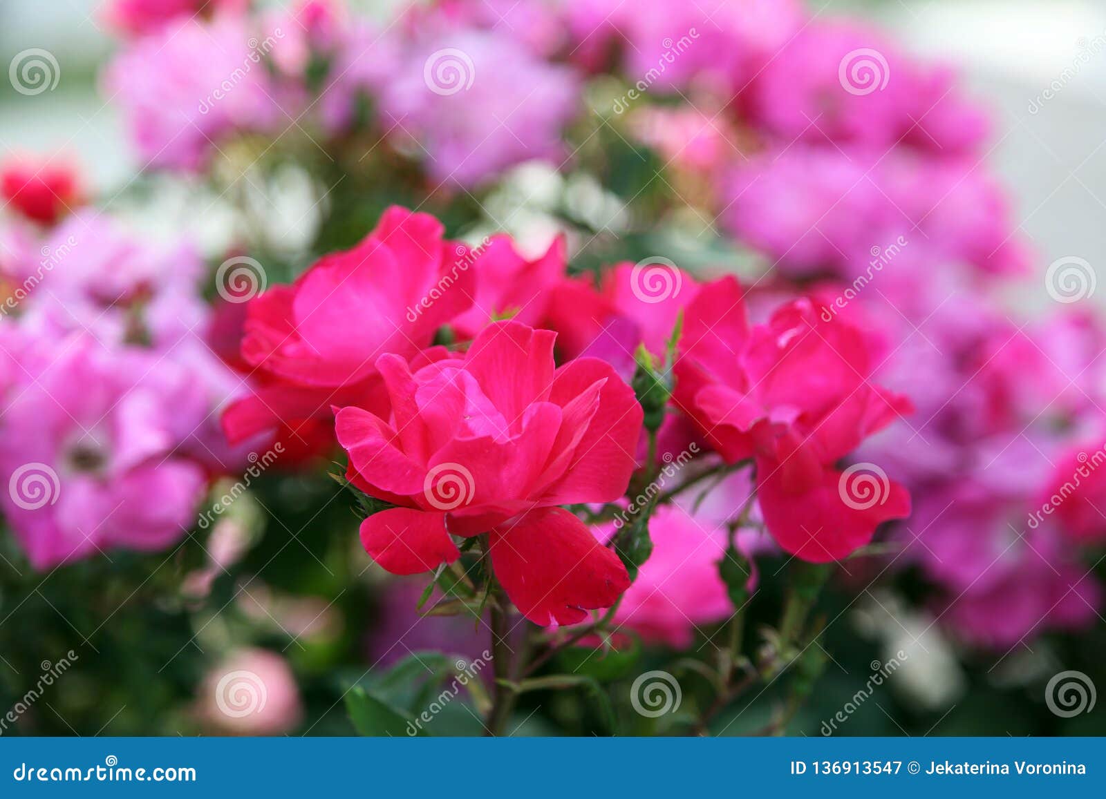 Fuchsia and Pink Roses in Full Bloom Stock Image - Image of scented ...