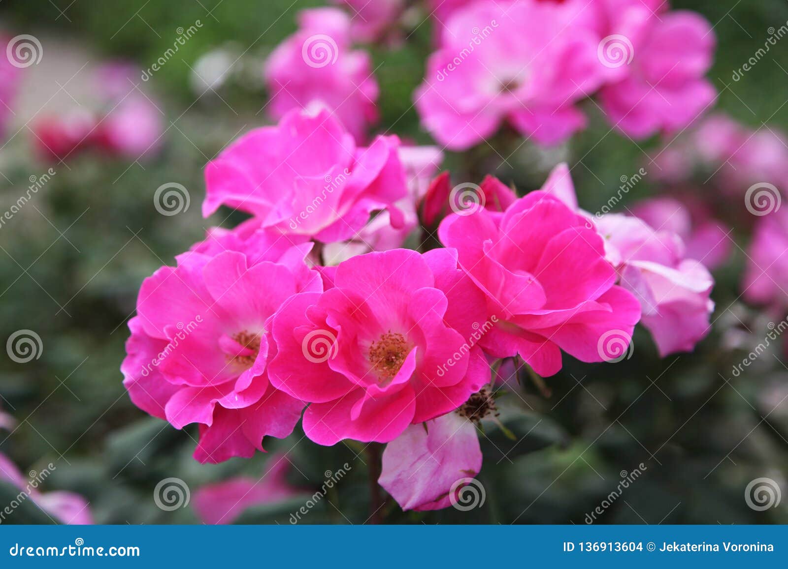 Fuchsia and Pink Roses in Full Bloom Stock Photo - Image of outdoors ...