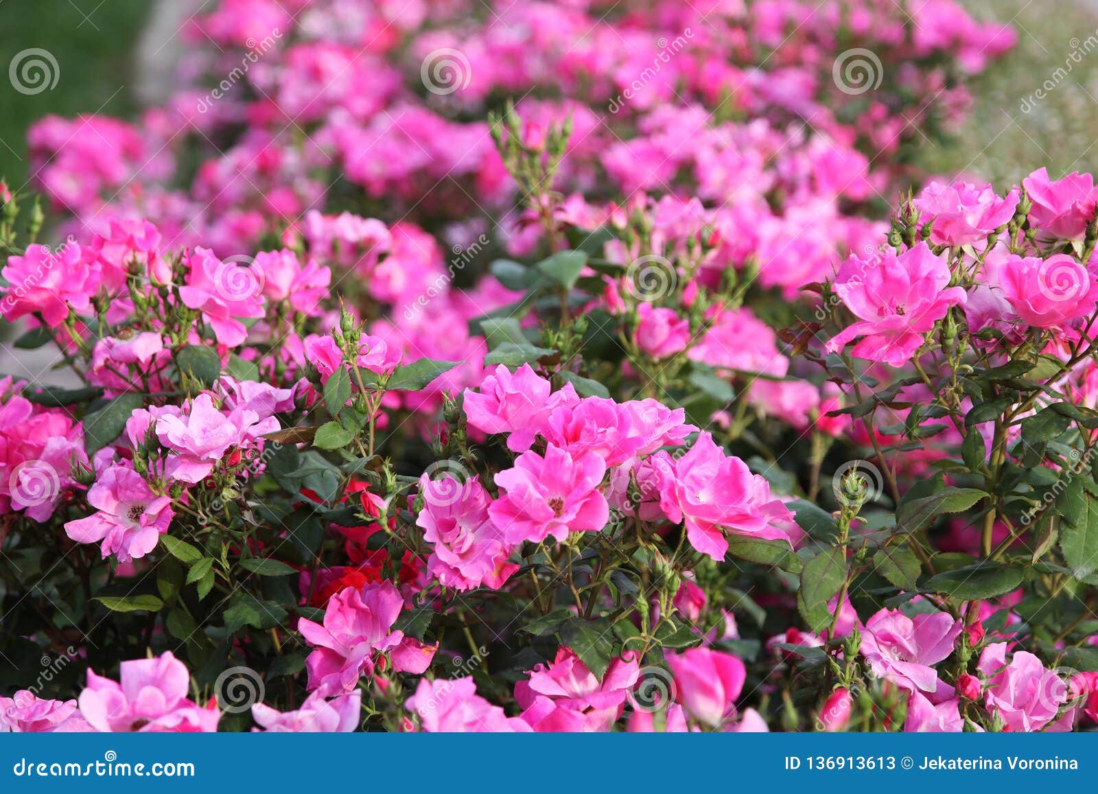 Fuchsia and Pink Roses in Full Bloom Stock Image - Image of beautiful ...