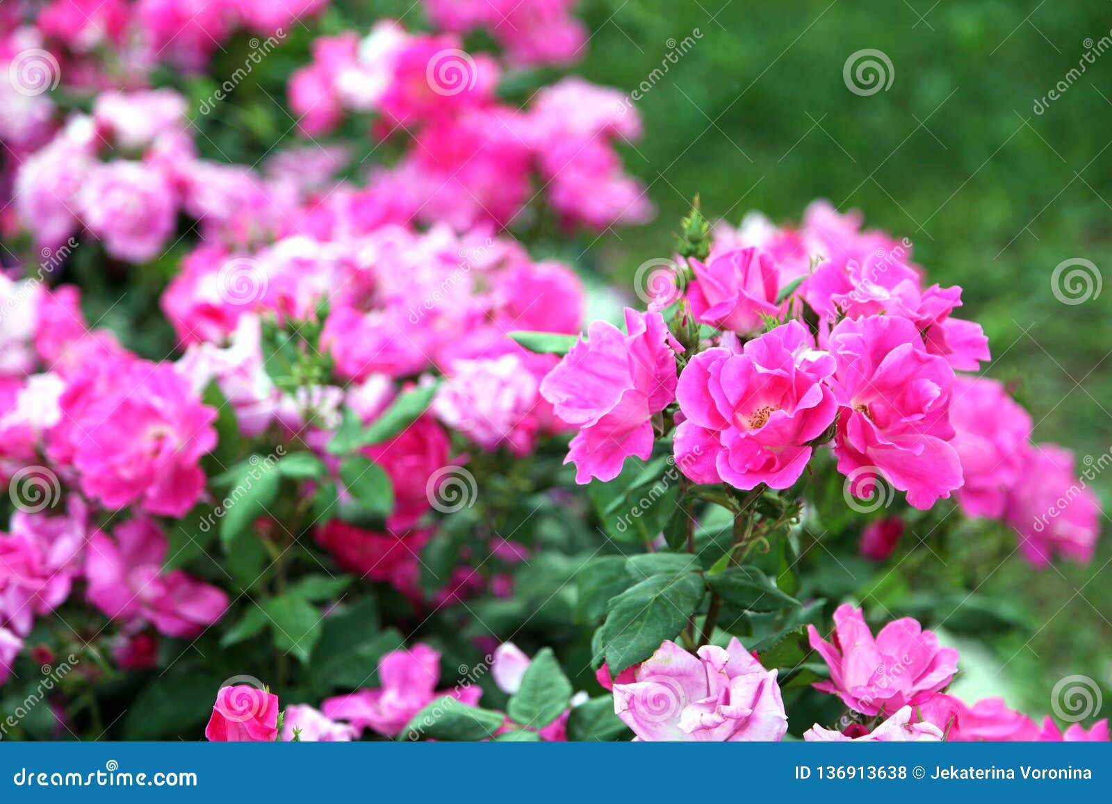 Fuchsia and Pink Roses in Full Bloom Stock Photo - Image of park ...