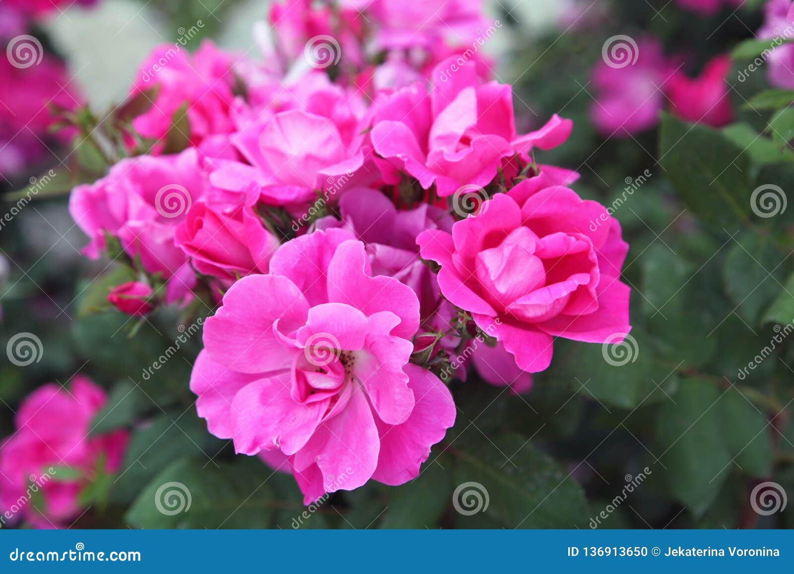 Fuchsia and Pink Roses in Full Bloom Stock Photo - Image of plant, bush ...