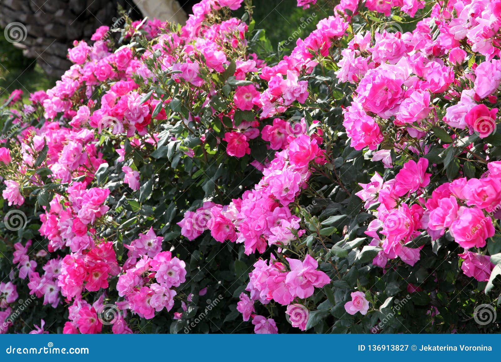 Fuchsia and Pink Roses in Full Bloom Stock Image - Image of bush, fresh ...