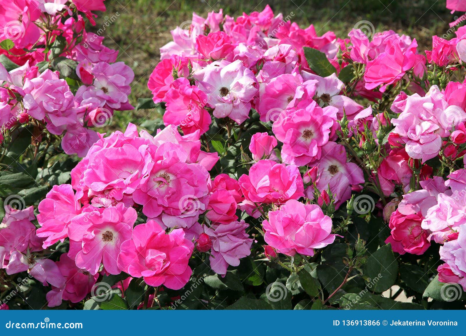 Fuchsia and Pink Roses in Full Bloom Stock Photo - Image of color ...