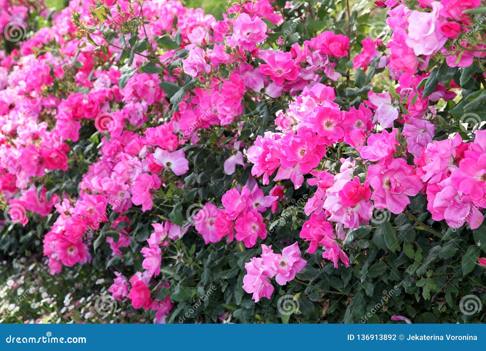 Fuchsia and Pink Roses in Full Bloom Stock Photo - Image of aroma, rosa ...