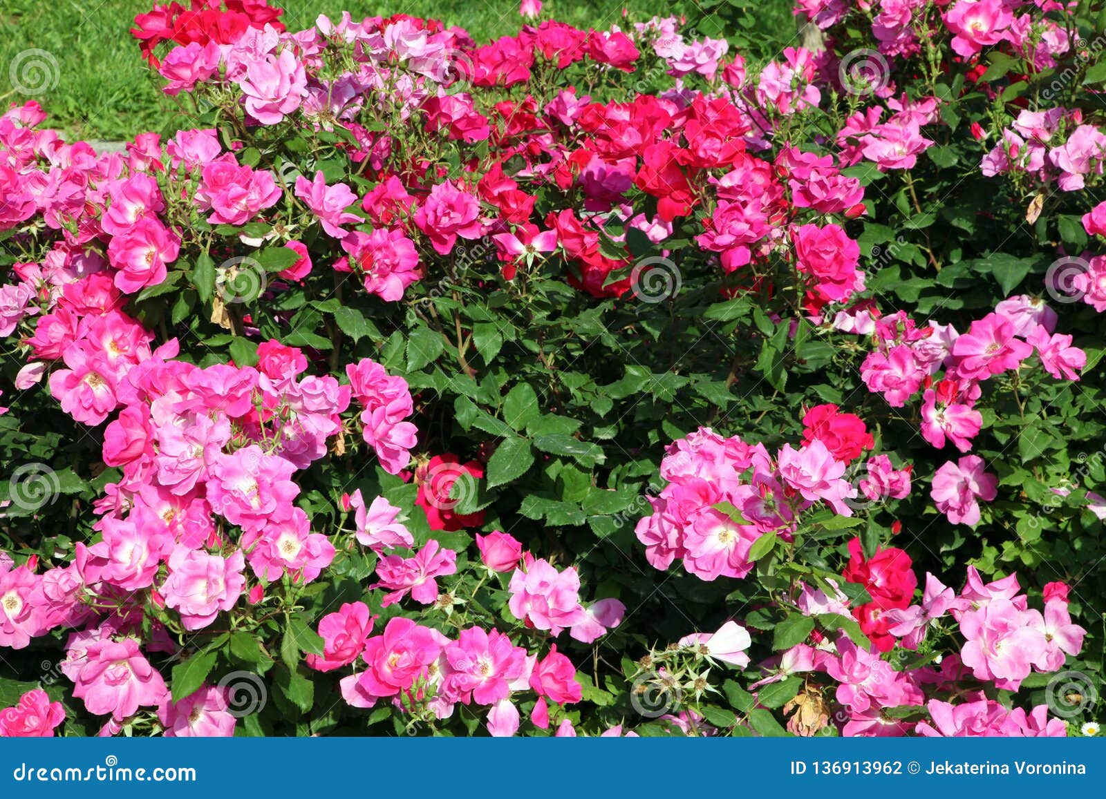 Fuchsia and Pink Roses in Full Bloom Stock Photo - Image of wedding ...