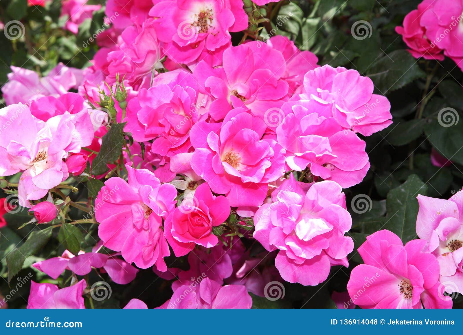 Fuchsia and Pink Roses in Full Bloom Stock Photo - Image of valentine ...