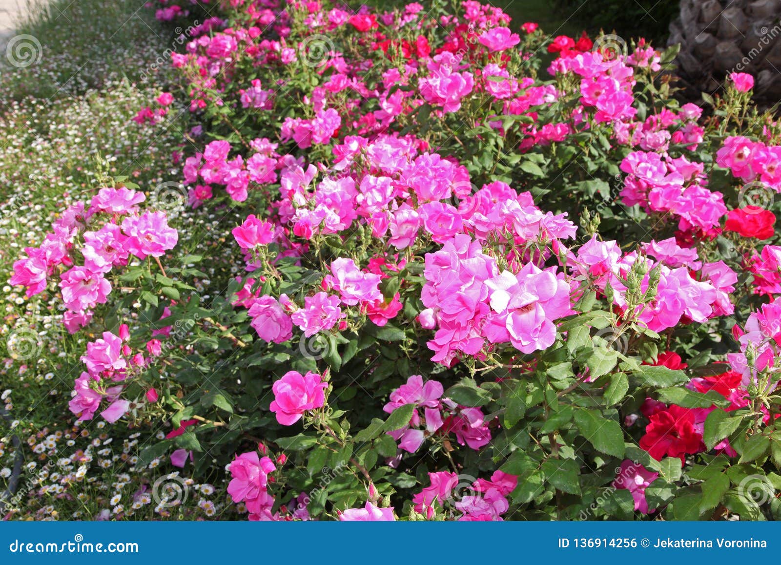Fuchsia and Pink Roses in Full Bloom Stock Photo - Image of decoration ...