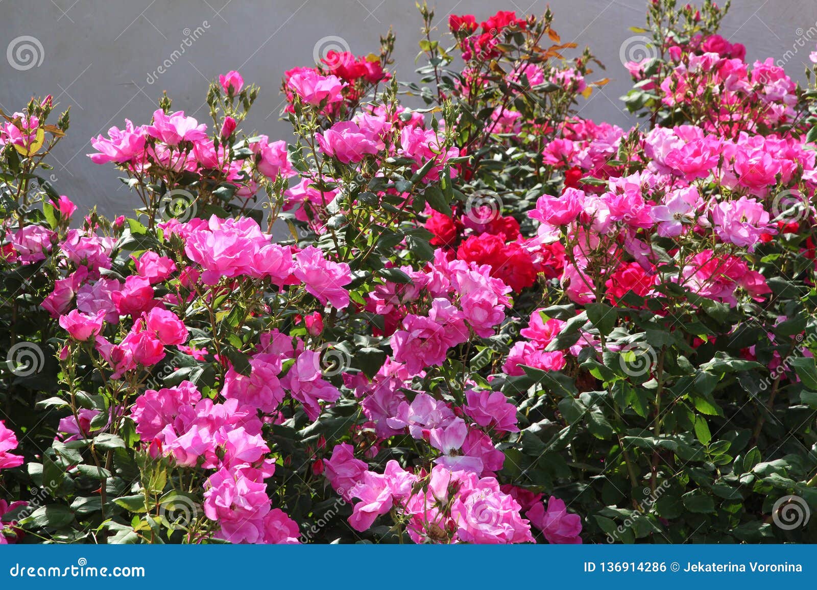 Fuchsia and Pink Roses in Full Bloom Stock Photo - Image of beautiful ...