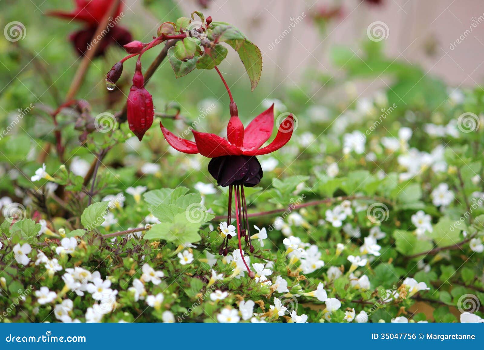 Fuchsia Red and Black with Rain Drops Stock Photo - Image of ...