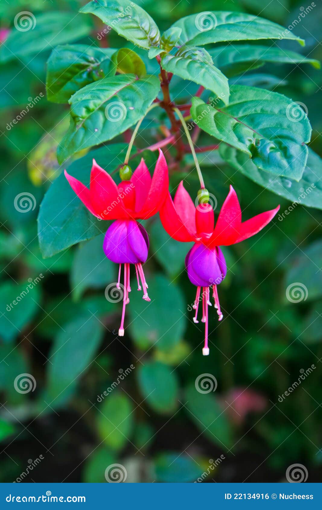 Fuchsia in Red-Purple stock photo. Image of purple, flower - 22134916
