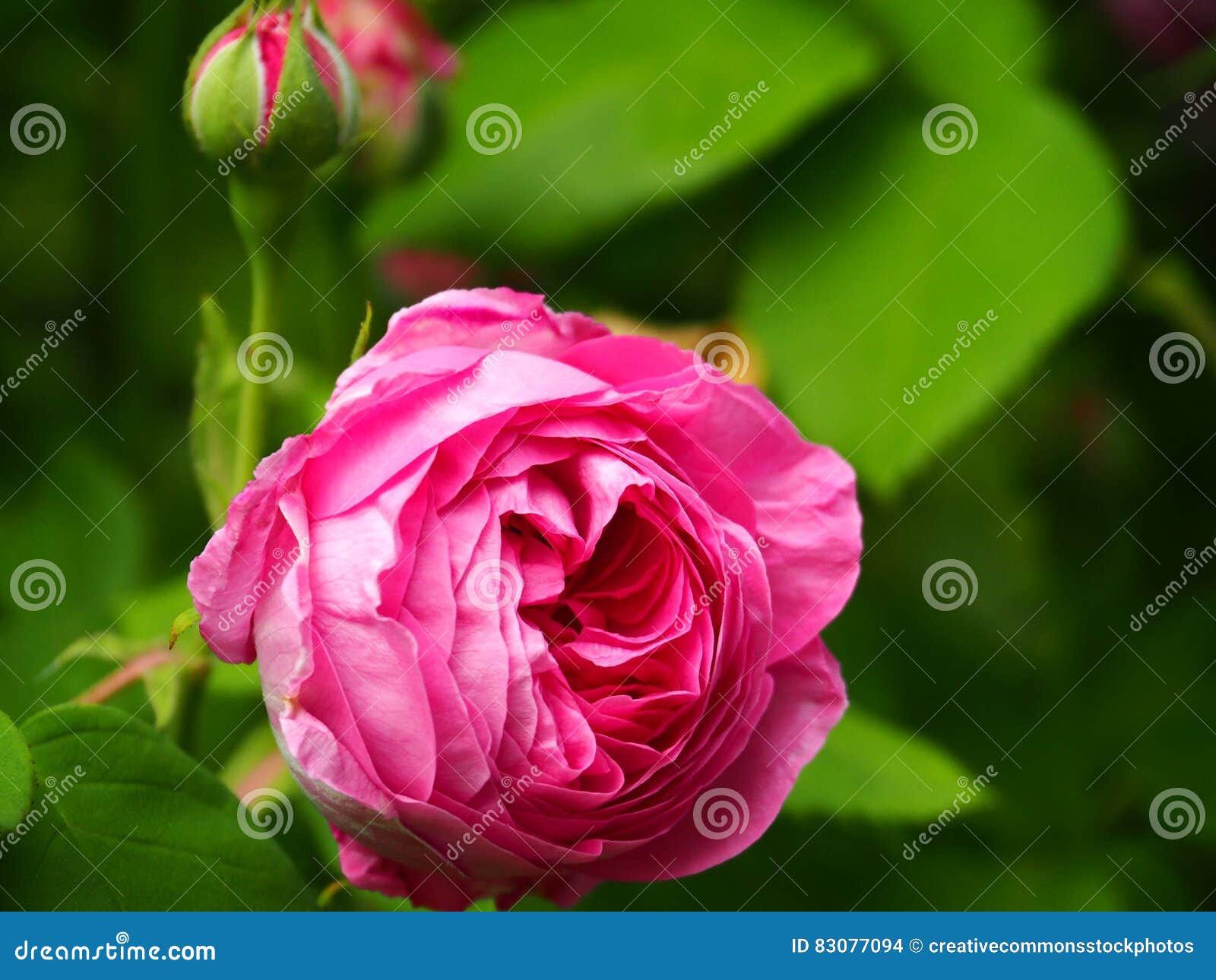 Fuchsia Rose In Bloom In Close Up Photography Picture. Image: 83077094