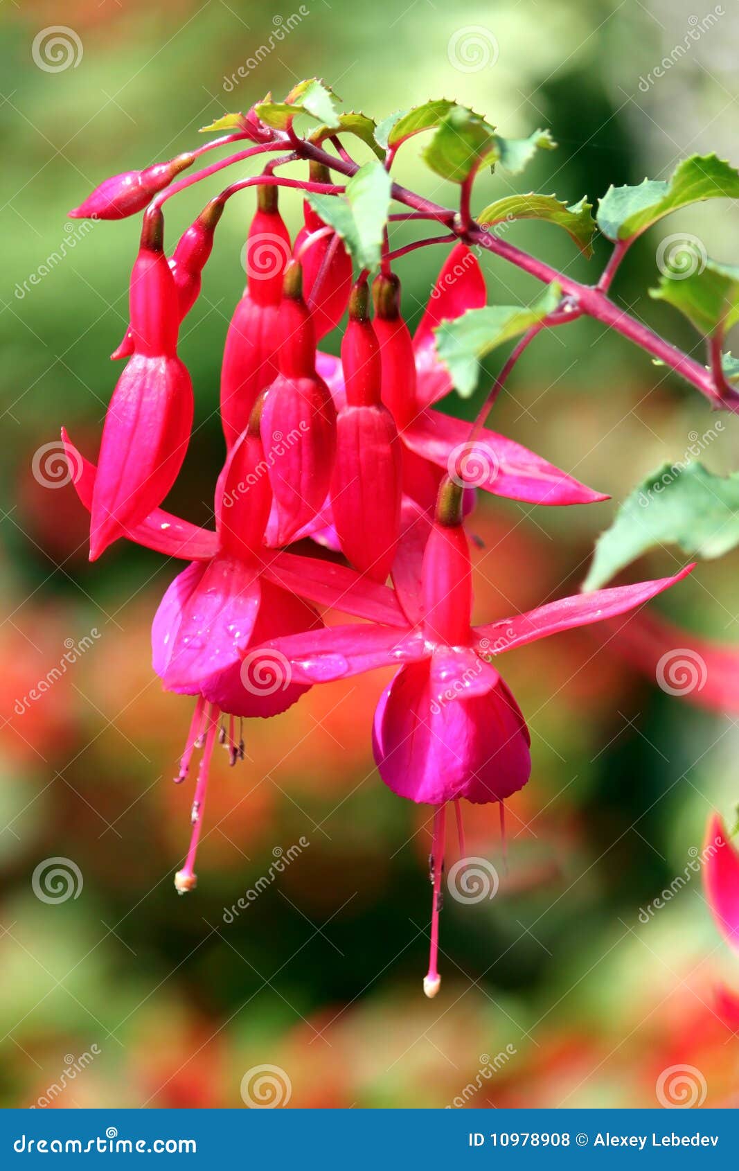 Fuchsia rouge photo stock. Image du tête, lumineux, durée - 10978908