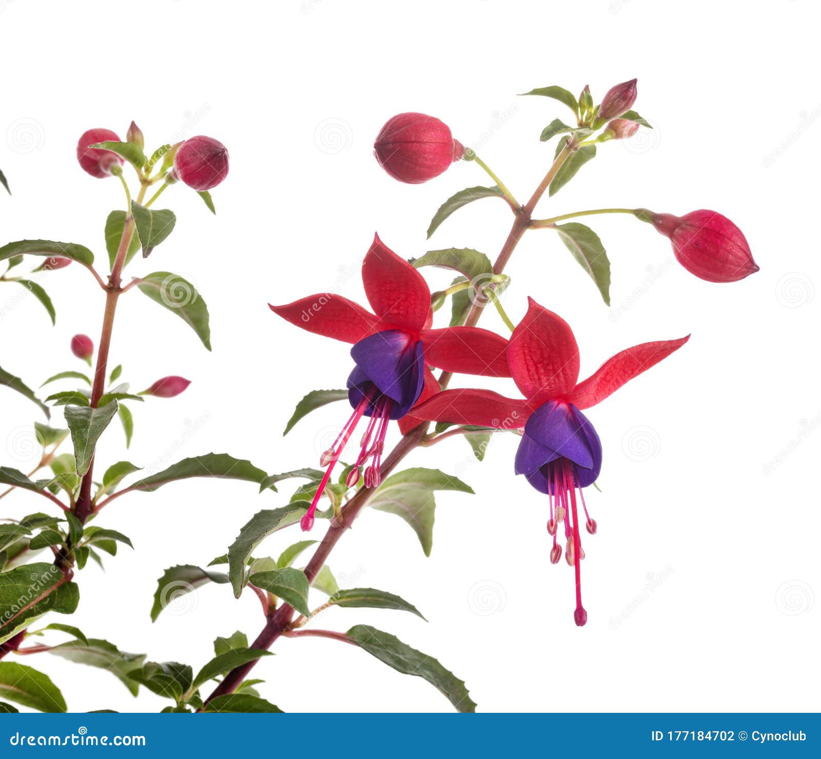 Fuchsia in studio stock photo. Image of background, isolated - 177184702