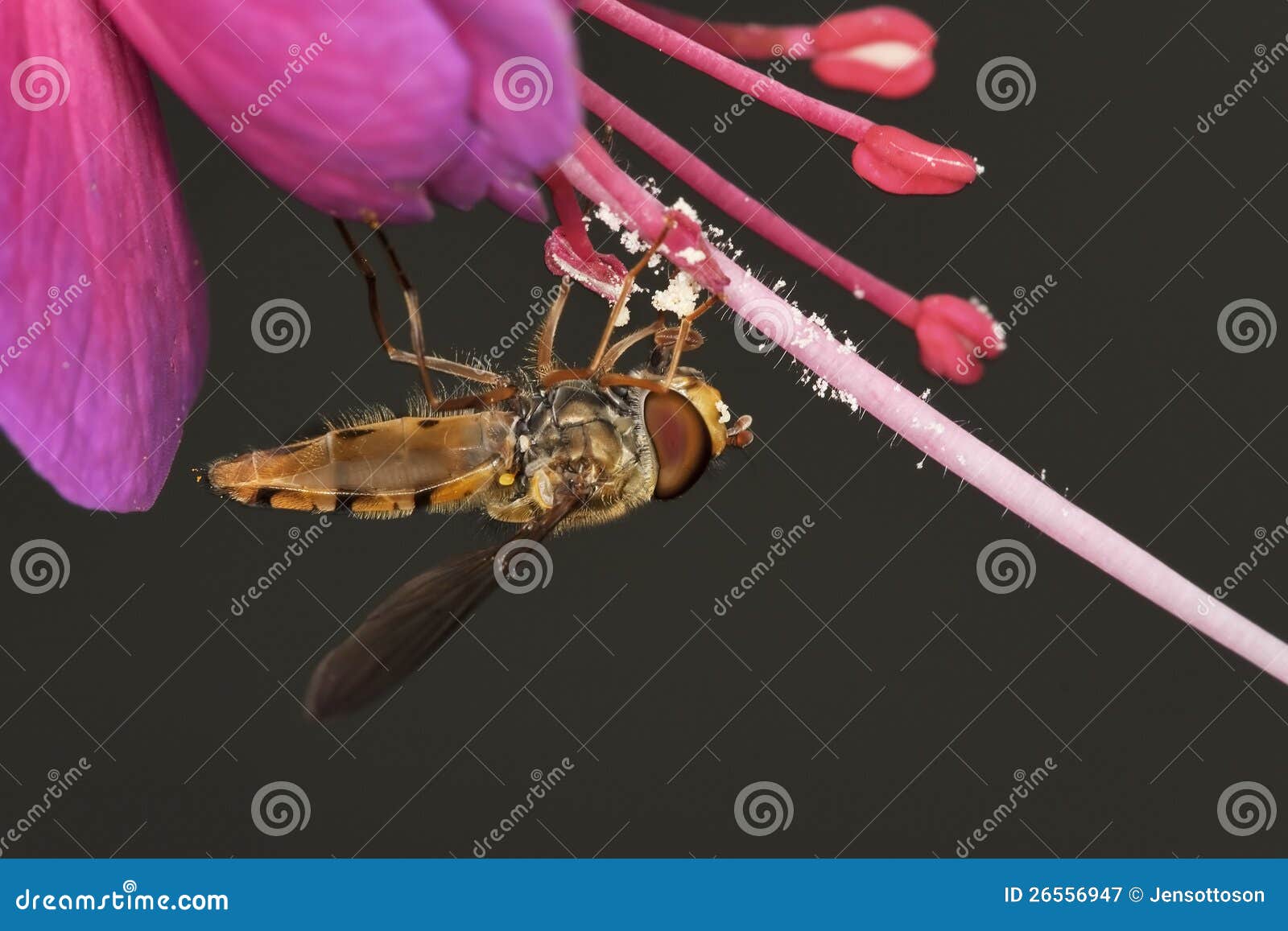Fuchsia with syrphid fly stock image. Image of balcony - 26556947