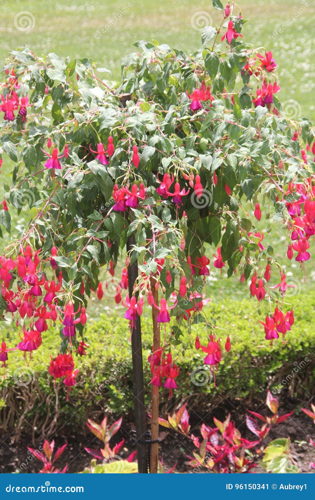 Fuchsia Tree with Red Flowers Stock Image - Image of flower, garden ...