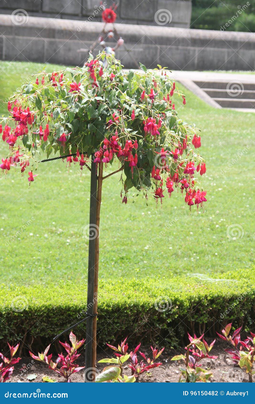 Fuchsia Tree with Red Flowers Stock Photo - Image of colorful, garden ...