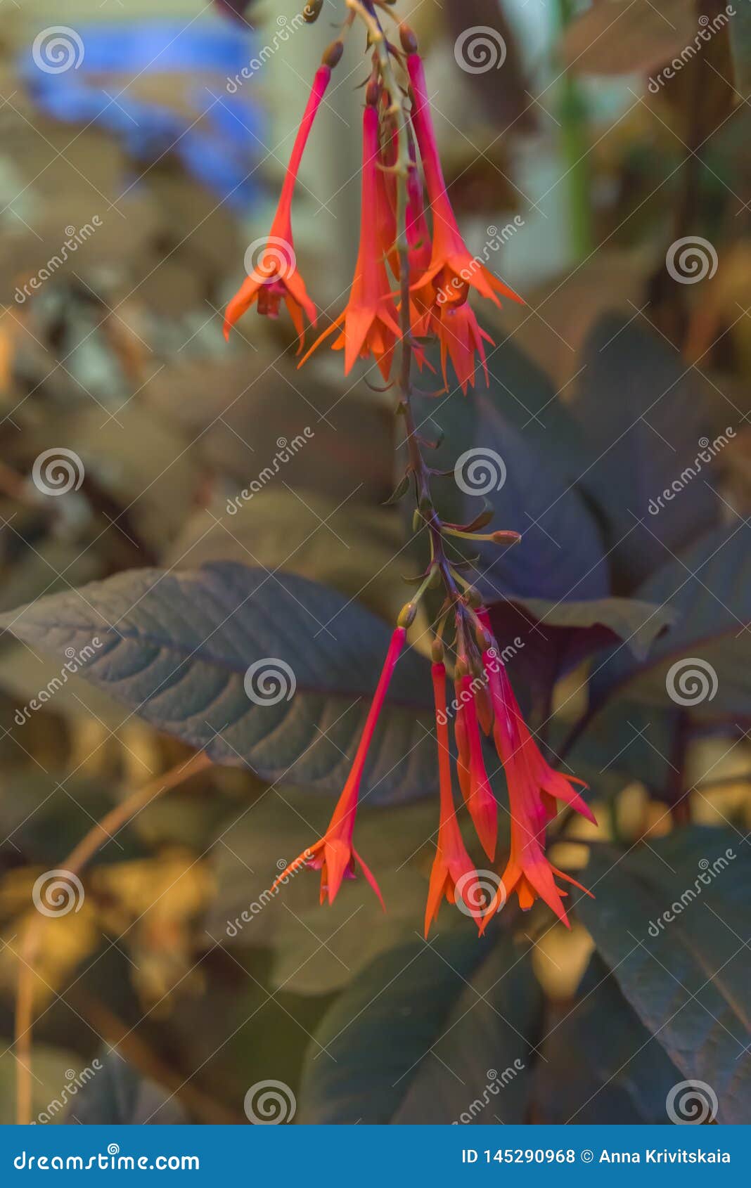 Fuchsia Triphylla Flower Cluster Stock Photo - Image of head, group ...
