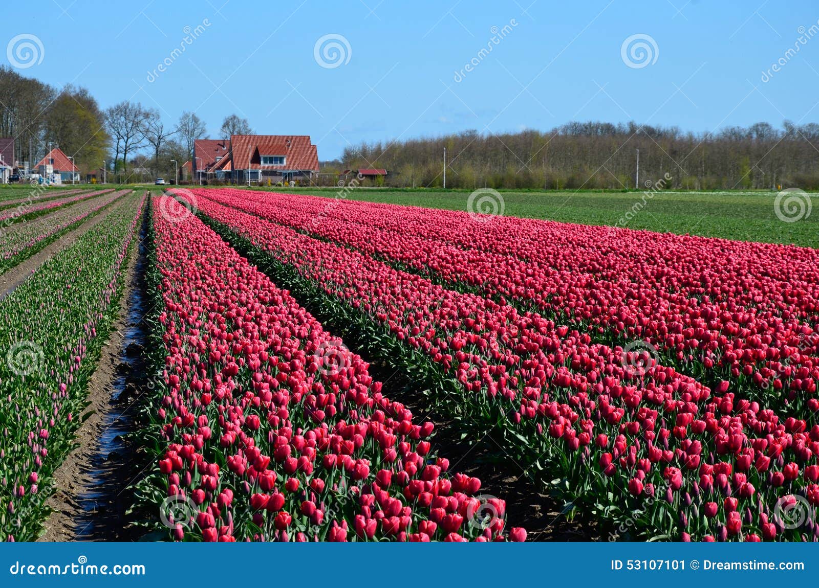 Fuchsia Tulip Fields Blooming Stock Image - Image of emmeloord ...