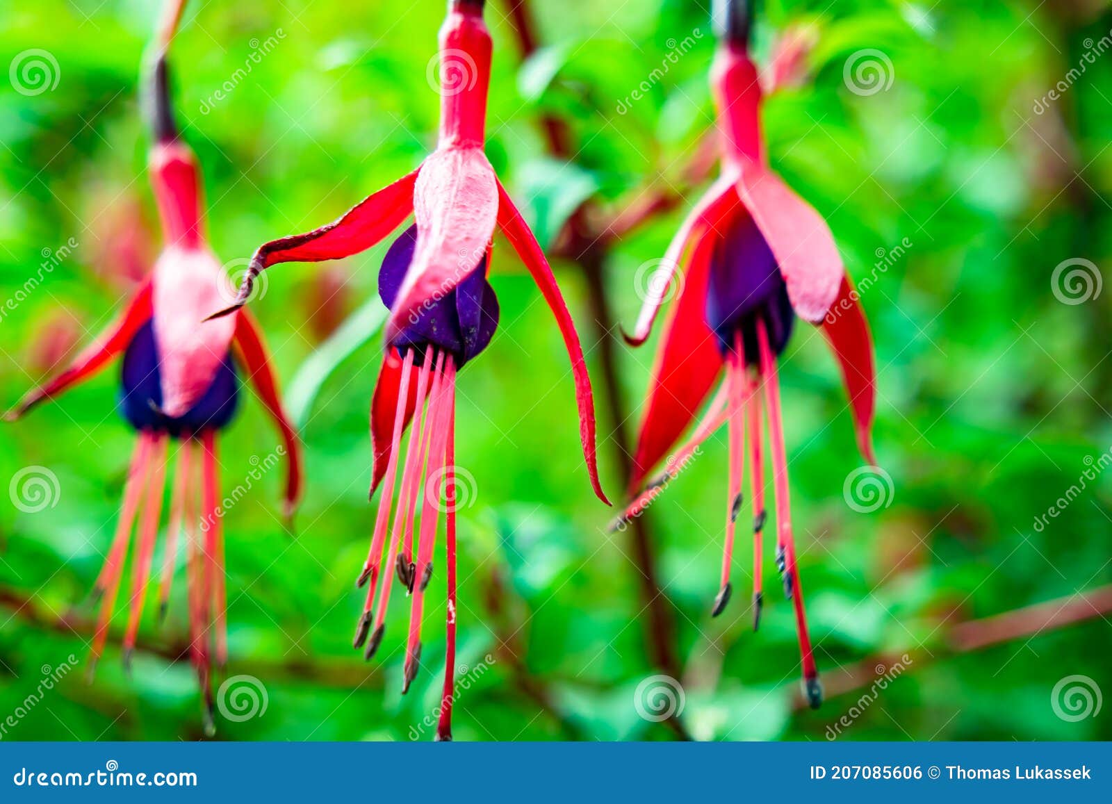 Fuchsia Wildflower Growing in County Donegal - Ireland Stock Photo ...