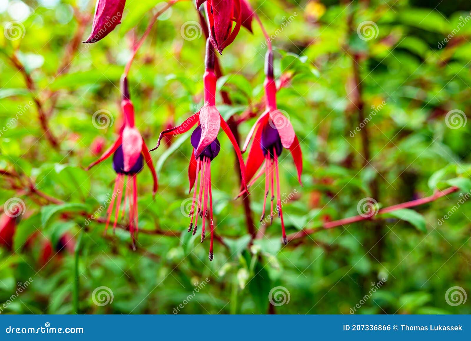 Fuchsia Wildflower Growing in County Donegal - Ireland Stock Photo ...