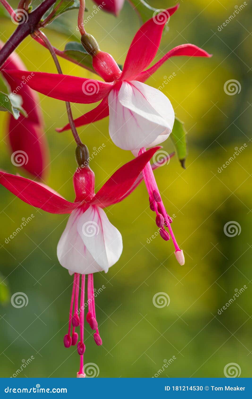 Fuchsias stock photo. Image of colour, flora, gardening - 181214530