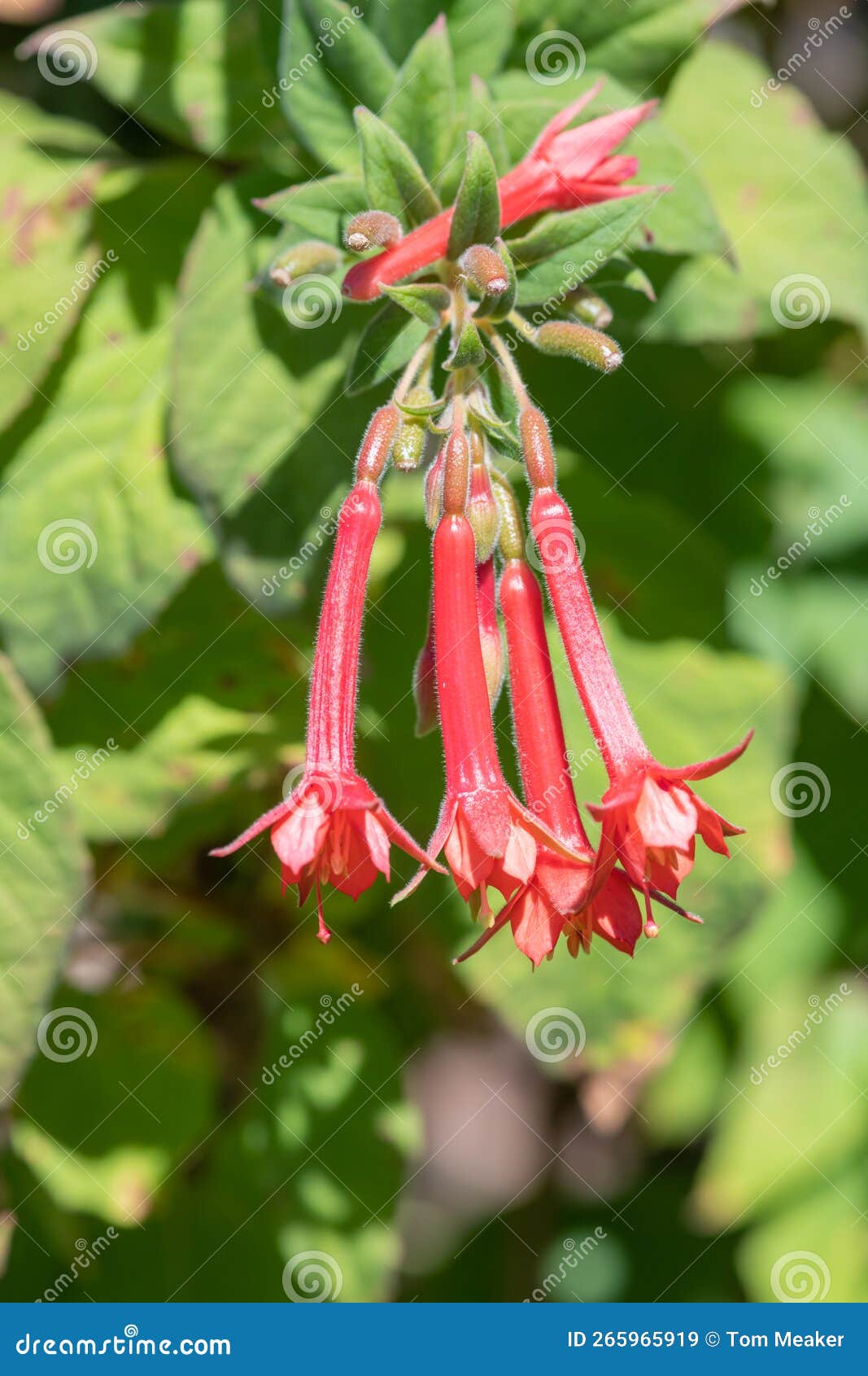 Fuchsias stock image. Image of flower, botanical, fresh - 265965919
