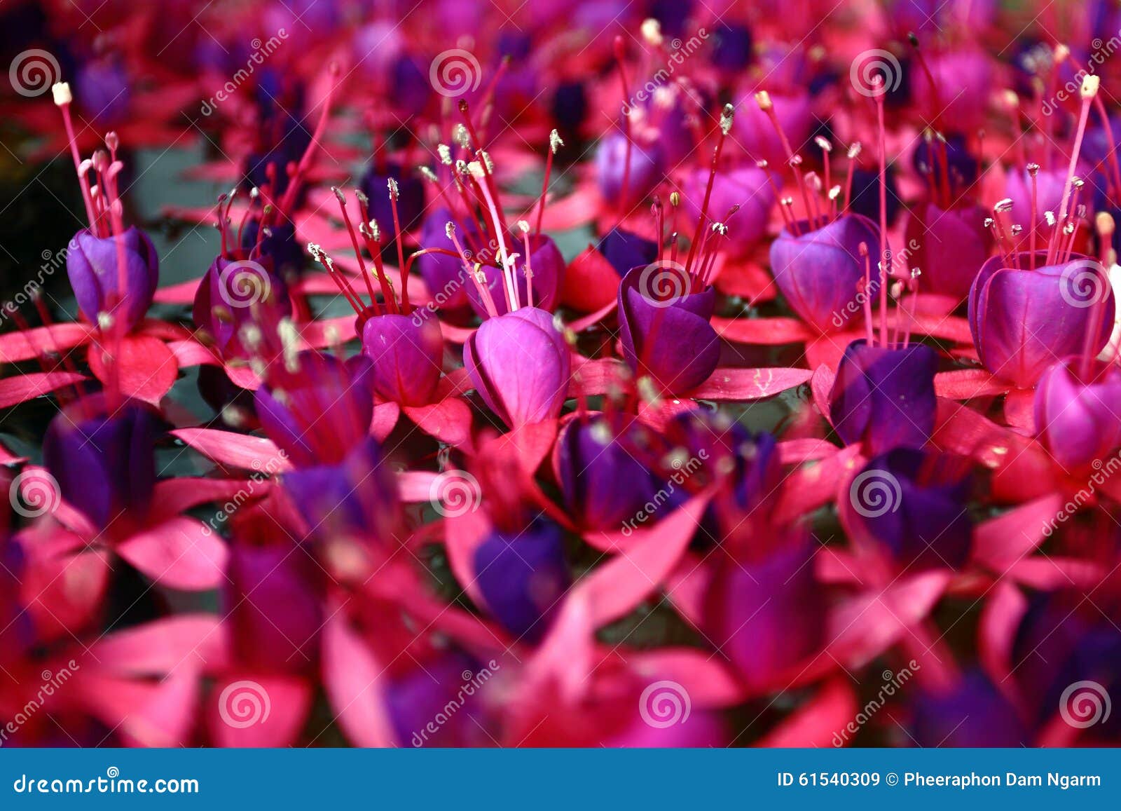 Fuchsias on water stock image. Image of pink, floristry - 61540309