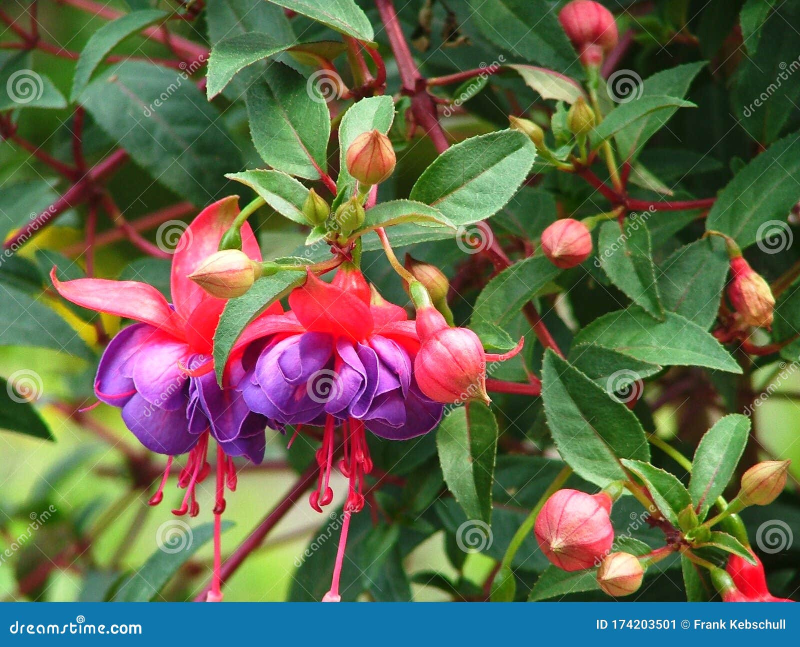 Fuchsie stock image. Image of botany, purple, fuchsie - 174203501