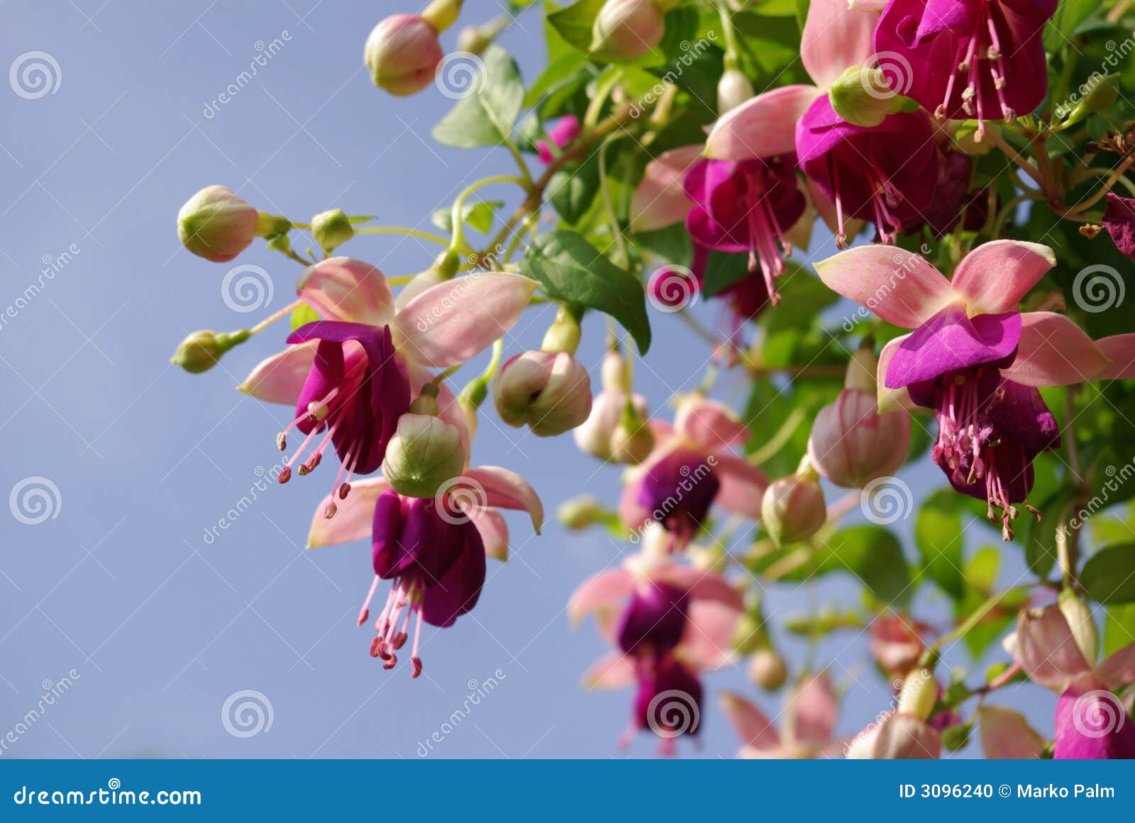 Fuchsien Mit Blauem Hintergrund Stockfoto - Bild von tropisch, saisonal ...
