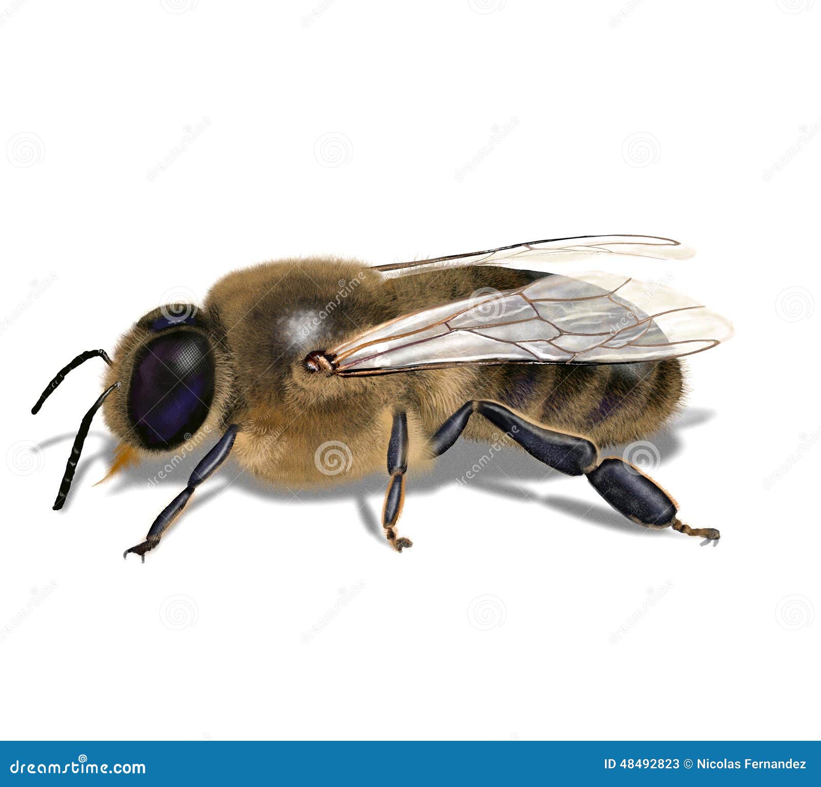 Fuco dell'ape illustrazione di stock. Illustrazione di bianco - 48492823