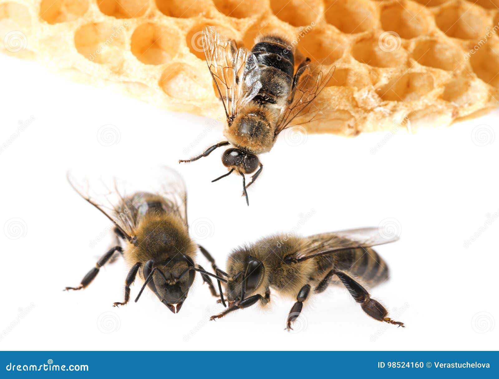 Fuco Dell'ape E Operai Dell'ape Fotografia Stock - Immagine di ...