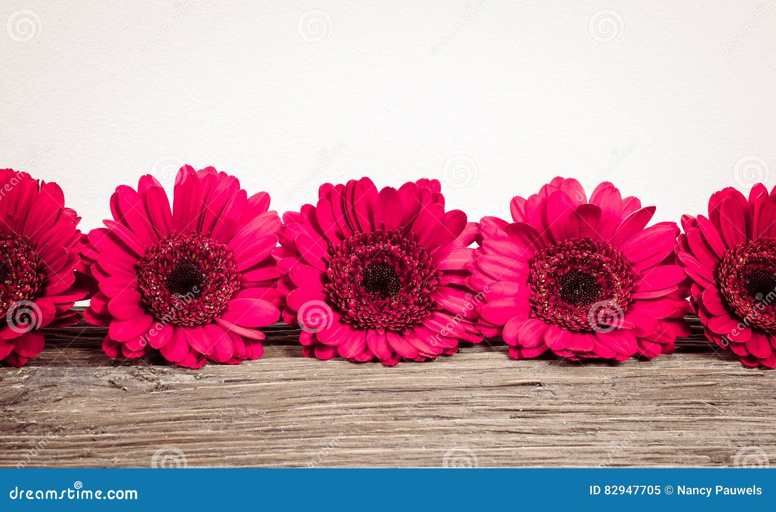 ` Fucsia S Del Gerbera De La Frontera Imagen de archivo - Imagen de ...