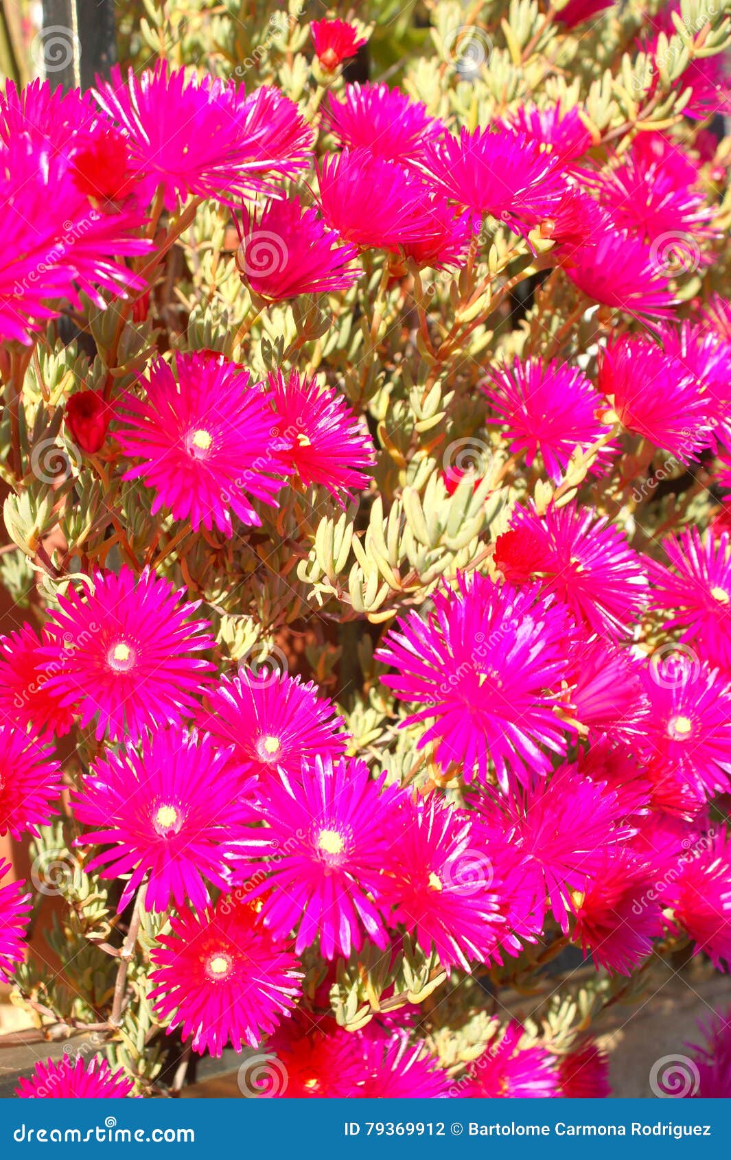 Brigth Midday Stock Photos - Free & Royalty-Free Stock Photos from ...