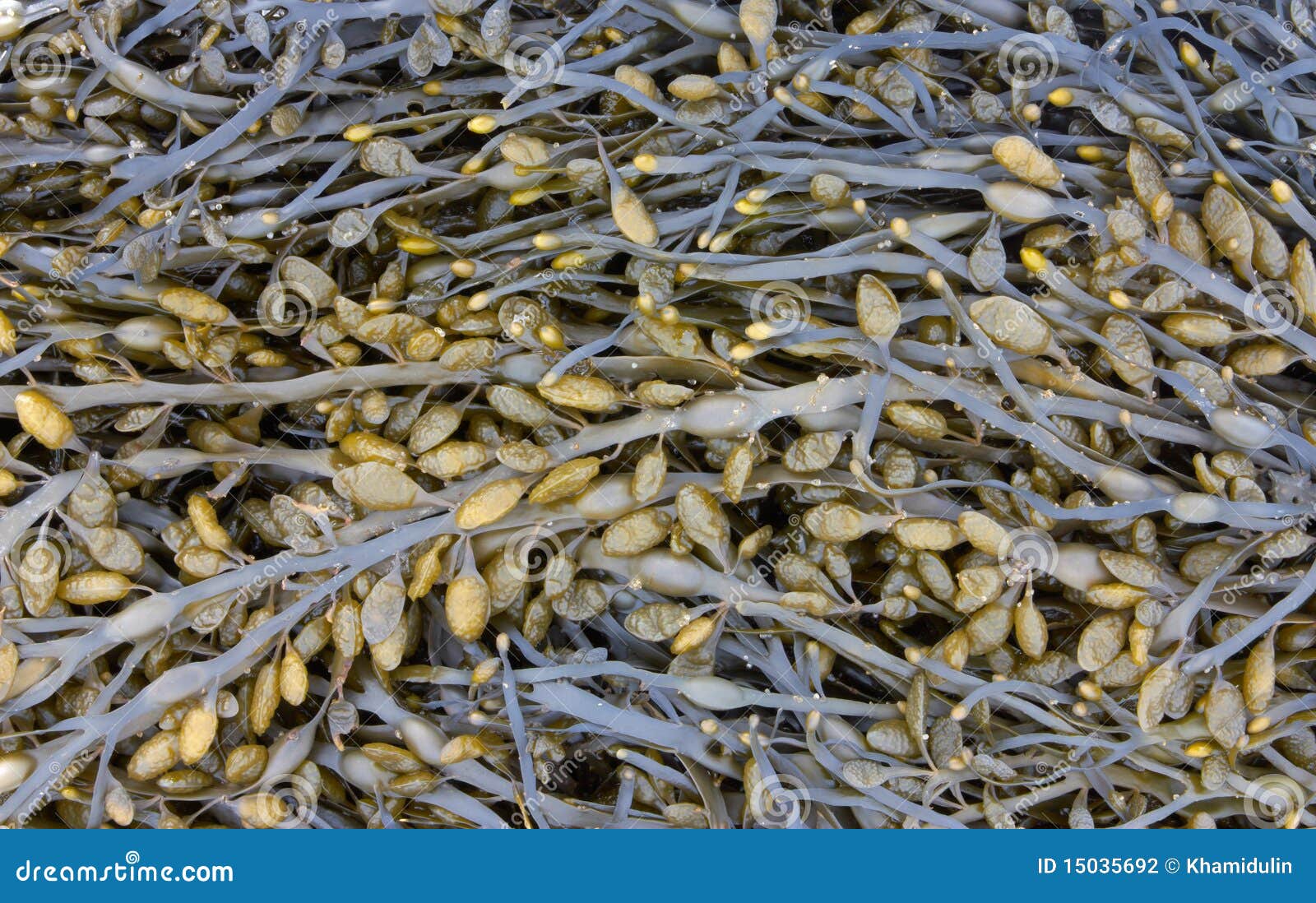 Fucus. stock photo. Image of biology, plants, organic - 15035692