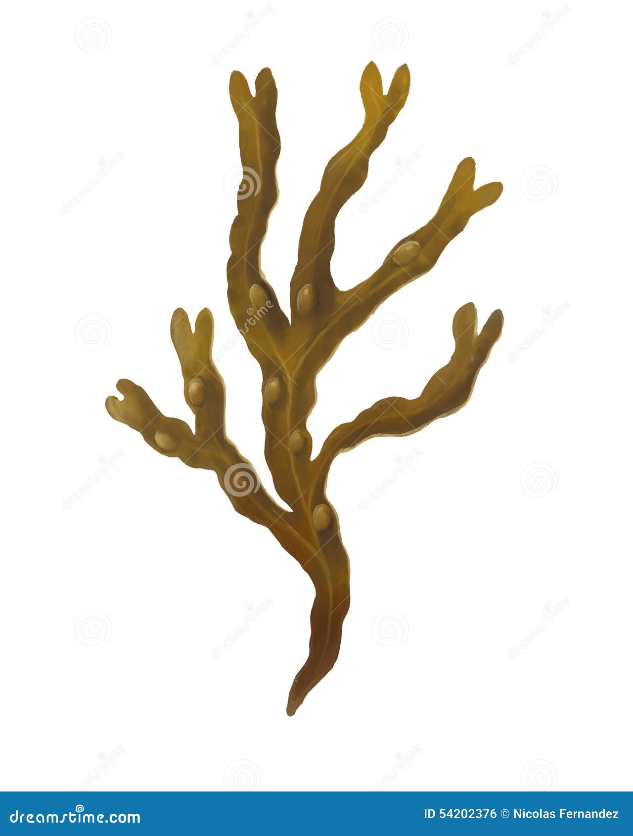 Bladderwrack (Fucus Vesiculosus) Royalty-Free Stock Image ...