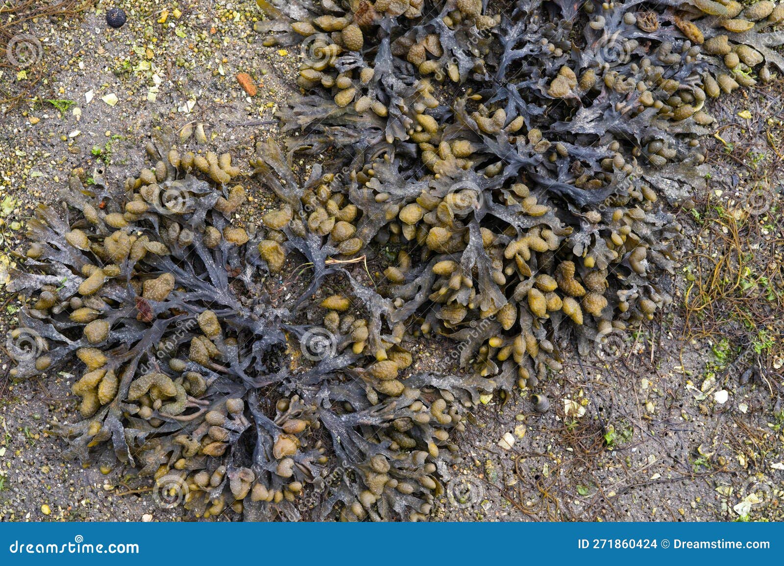 Fucus Spiralis. Brown Algae on the Sand of the Beach Stock Photo ...