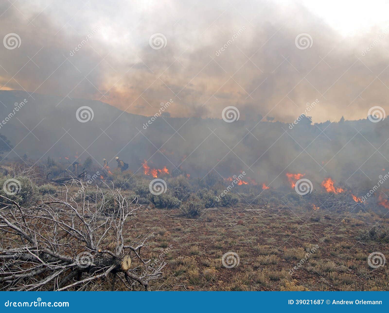 Fuego del yermo imagen de archivo. Imagen de bosque, quemadura - 39021687